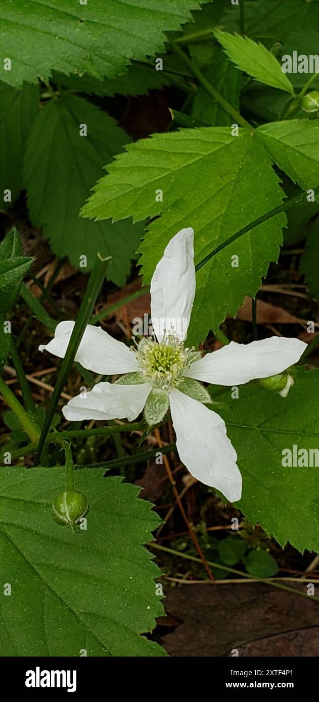 Common Dewberry (Rubus flagellaris) Plantae Stock Photo - Alamy