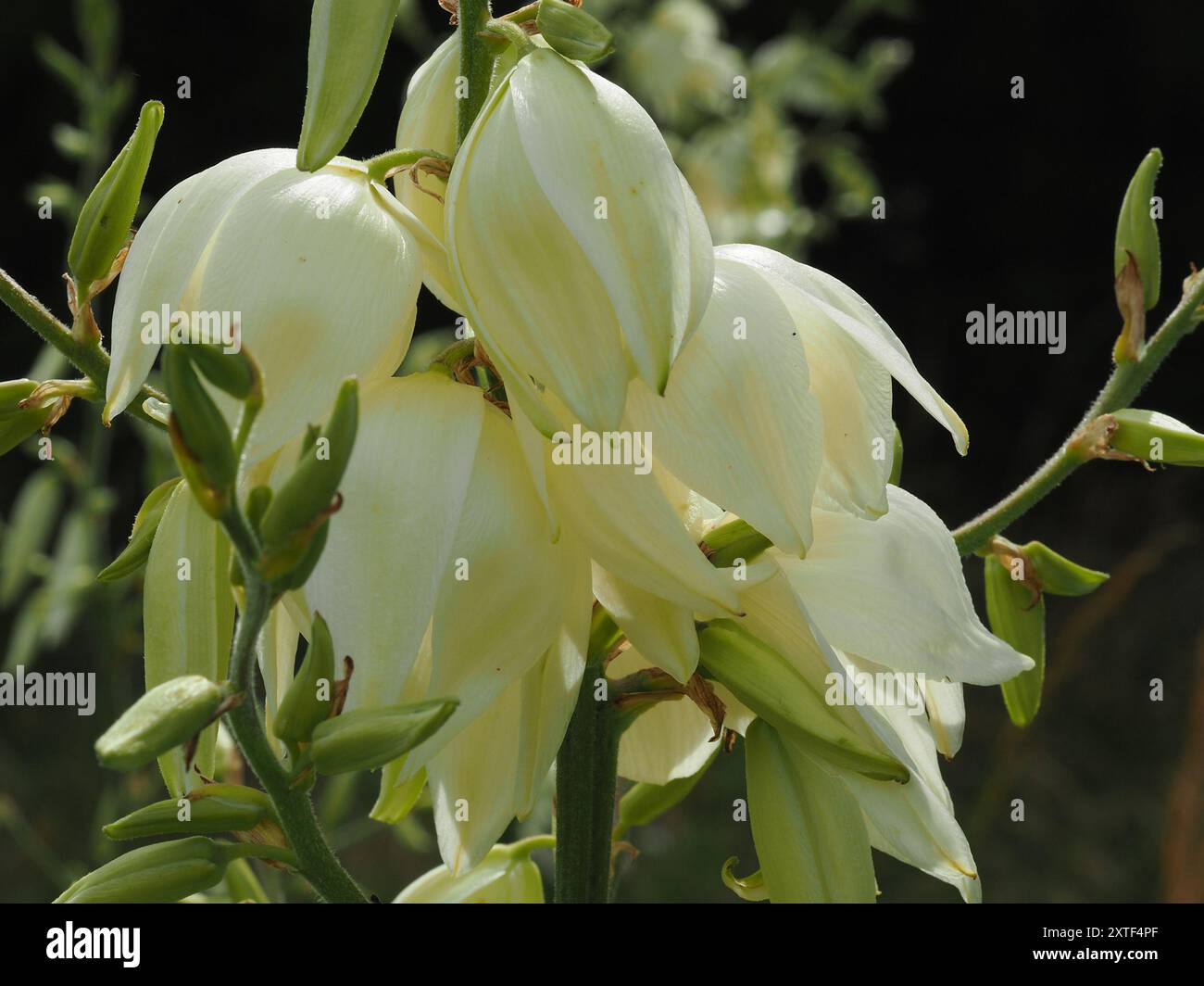 common yucca (Yucca filamentosa) Plantae Stock Photo - Alamy