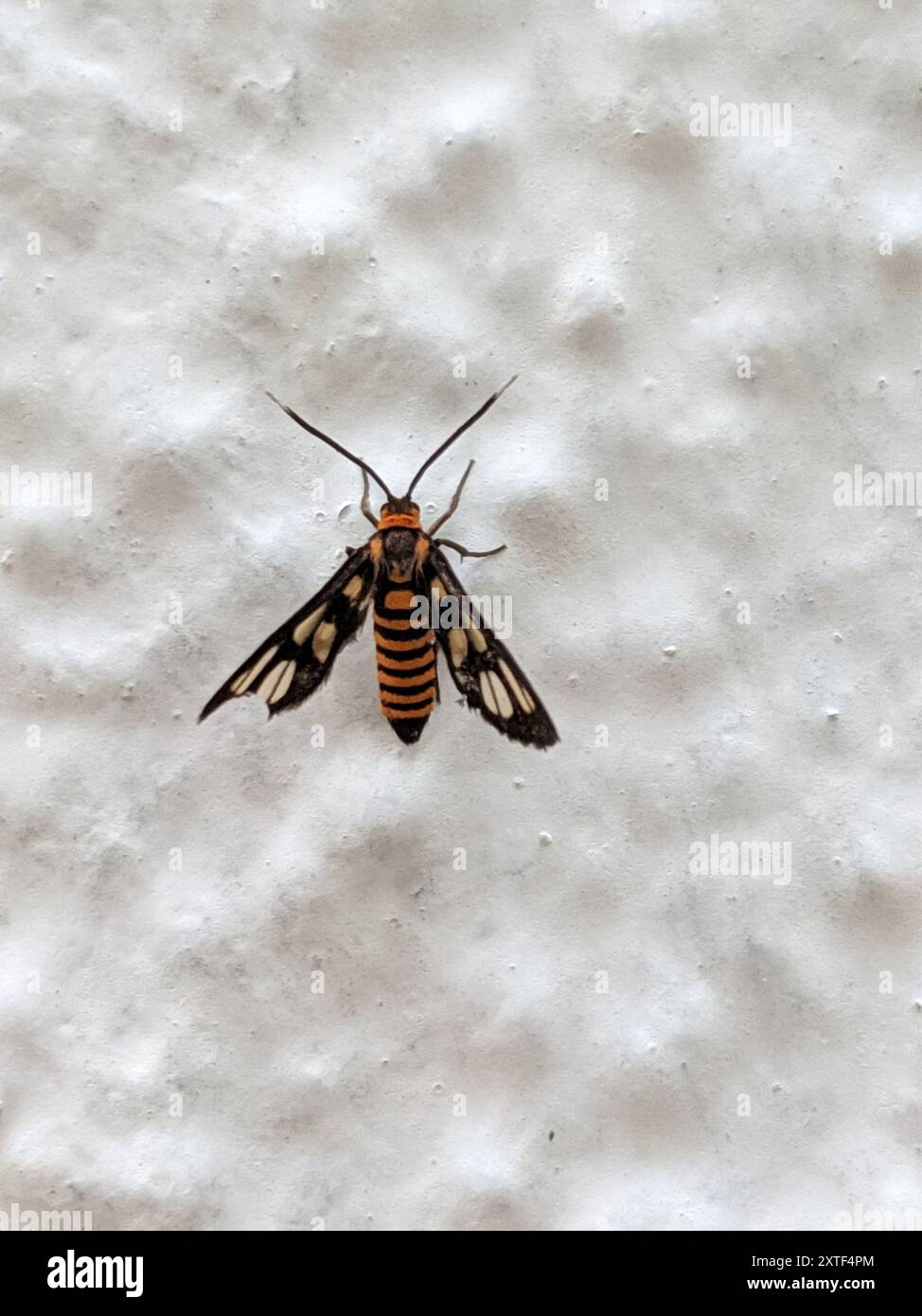 Hübner's Wasp Moth (Amata huebneri) Insecta Stock Photo - Alamy