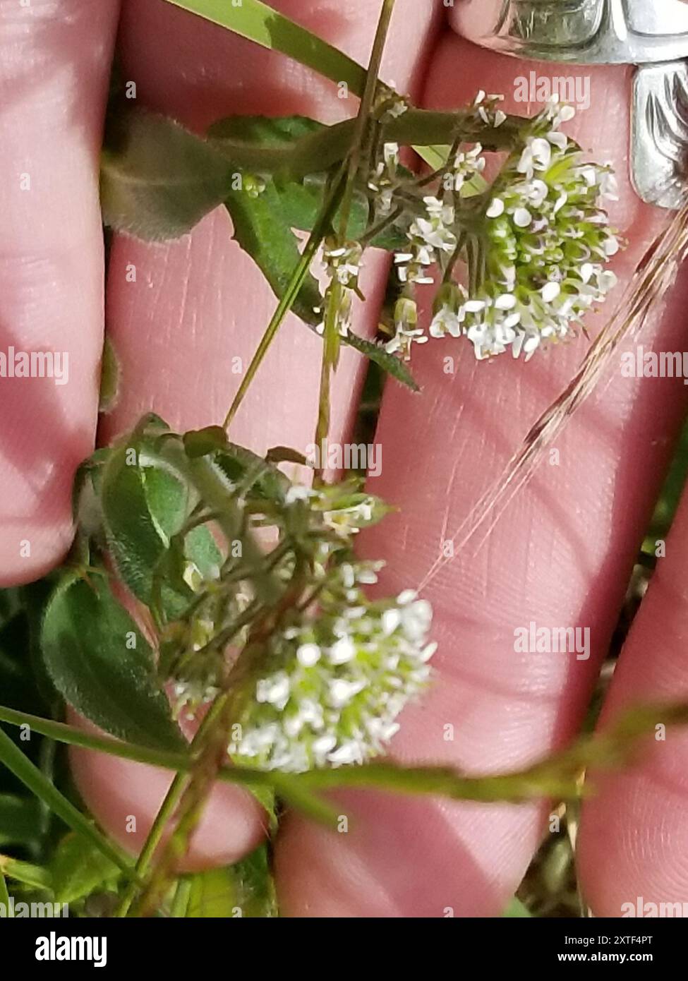 mustard family (Brassicaceae) Plantae Stock Photo - Alamy
