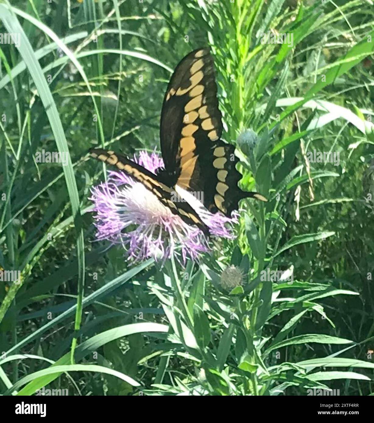 Eastern Giant Swallowtail (Heraclides cresphontes) Insecta Stock Photo ...