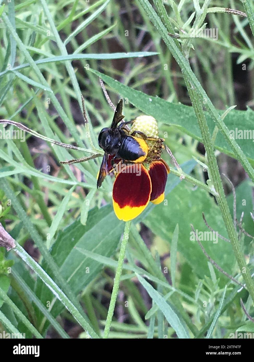 Carpenter-mimic Leafcutter Bee (Megachile xylocopoides) Insecta Stock ...