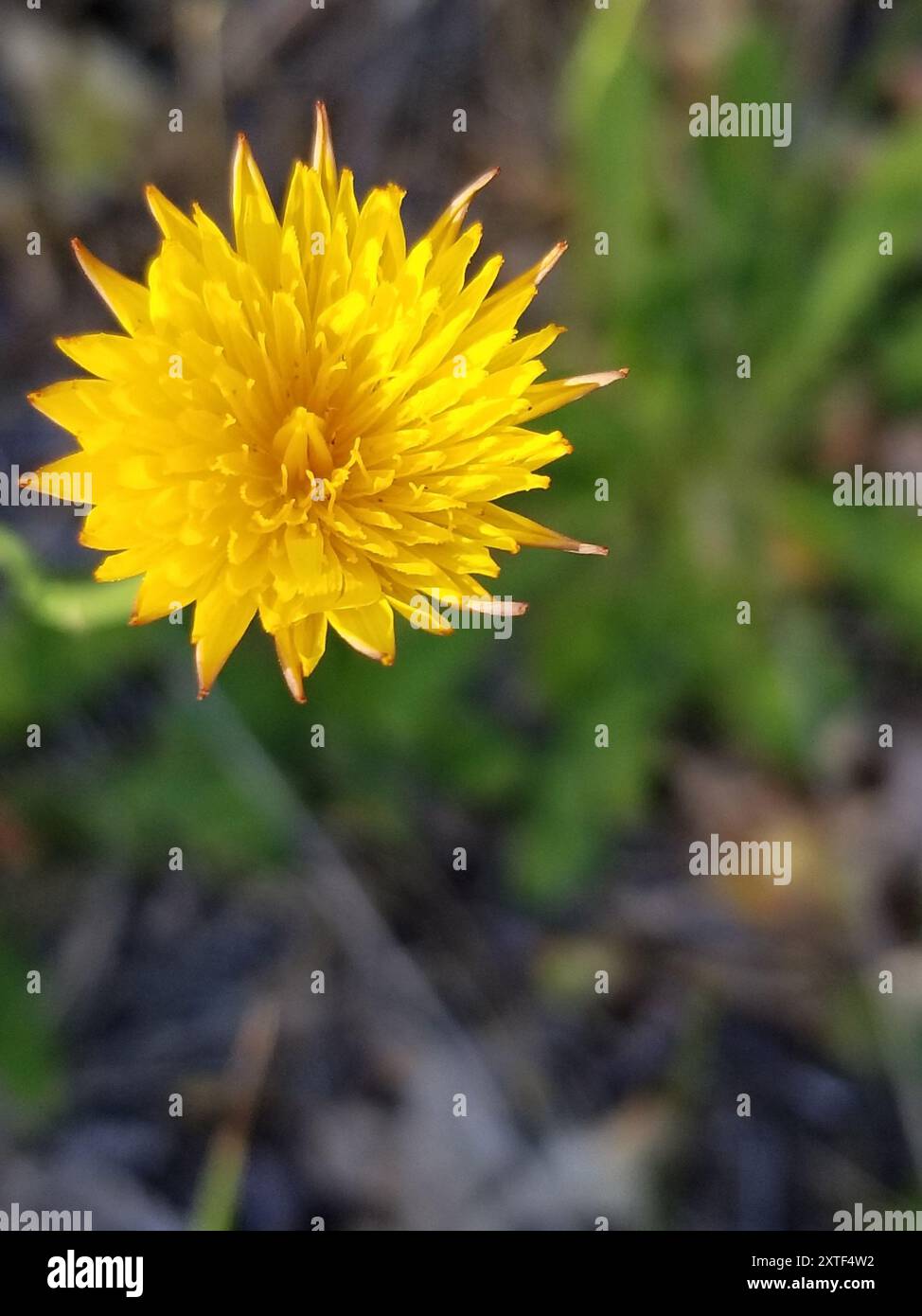 Common Cat's-ear (Hypochaeris radicata) Plantae Stock Photo - Alamy