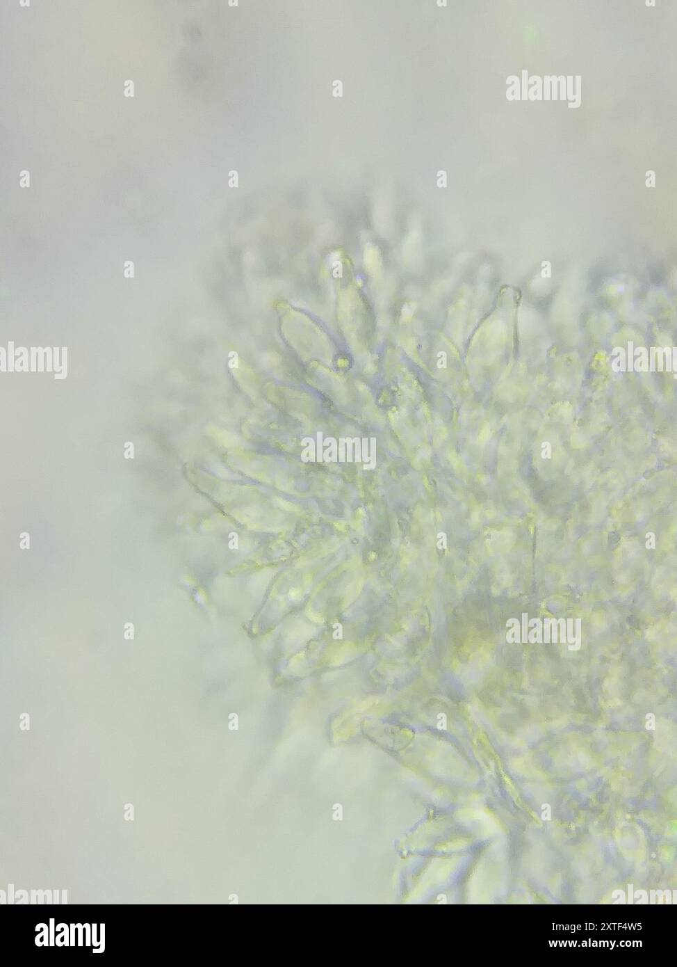 Dripping bonnet hi-res stock photography and images - Alamy