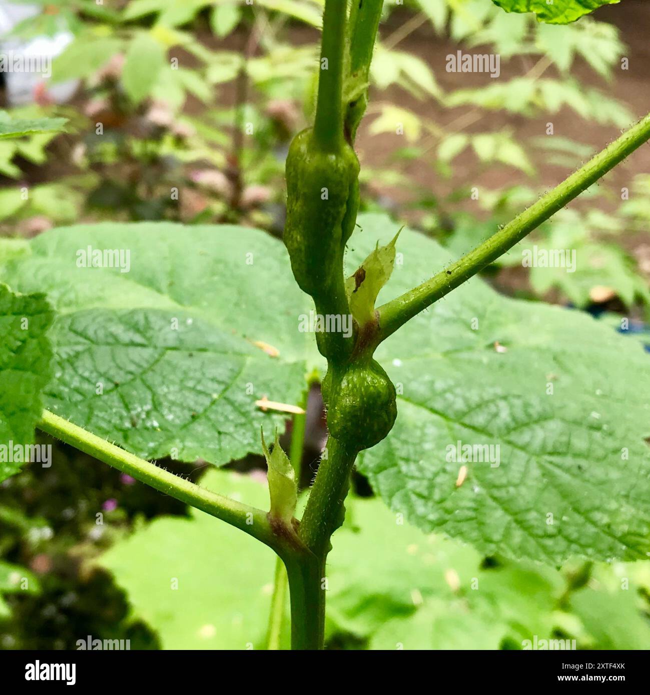 thimbleberry gallmaker (Diastrophus kincaidii) Insecta Stock Photo - Alamy