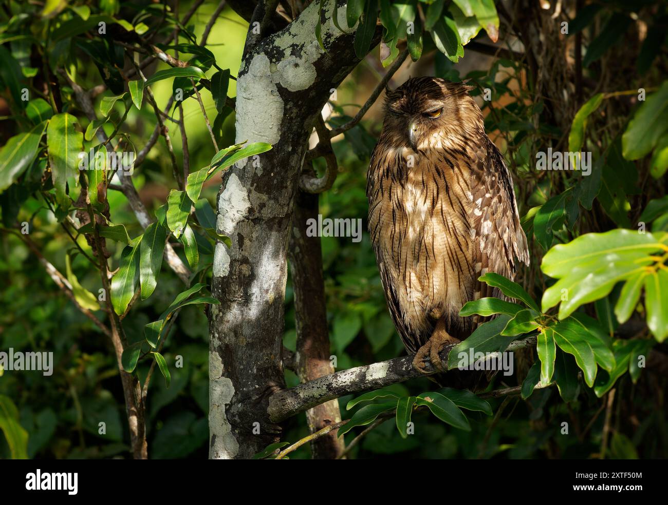 Brown Fish-Owl Ketupa bubo zeylonensis is bird in Strigidae, native ...