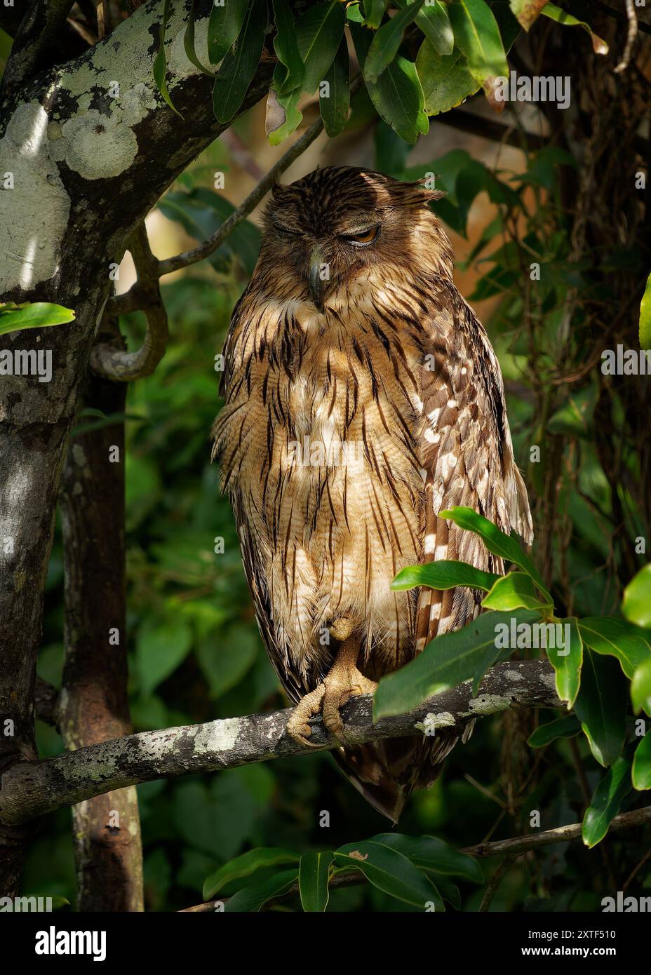 Brown Fish-Owl Ketupa bubo zeylonensis is bird in Strigidae, native ...