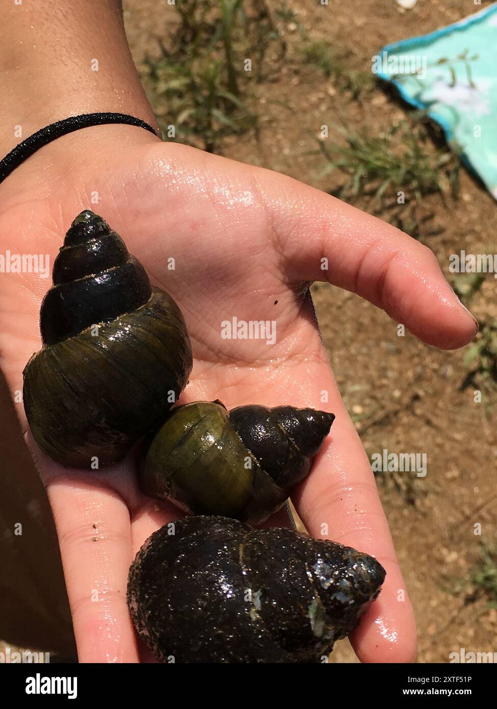 Cipangopaludina chinensis hi-res stock photography and images - Alamy