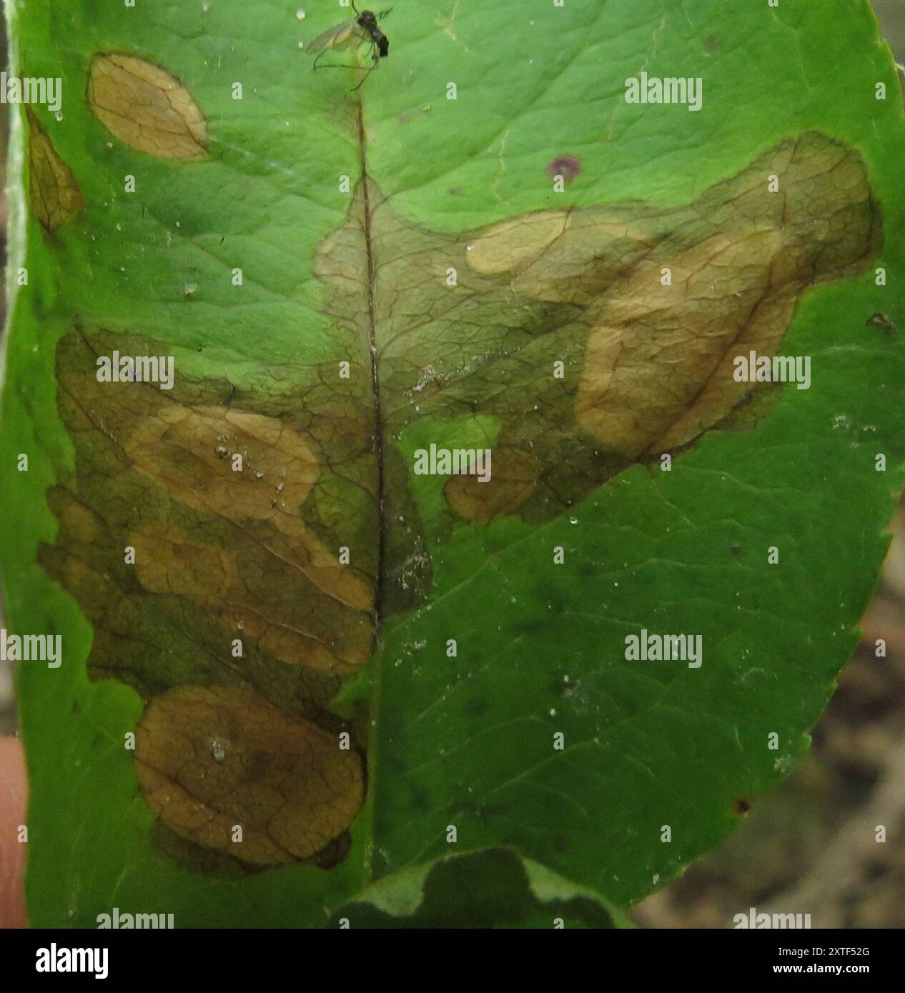 Quince leaf blight (Diplocarpon mespili) Fungi Stock Photo - Alamy