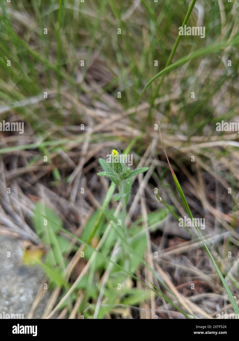 mountain tarweed (Madia glomerata) Plantae Stock Photo - Alamy