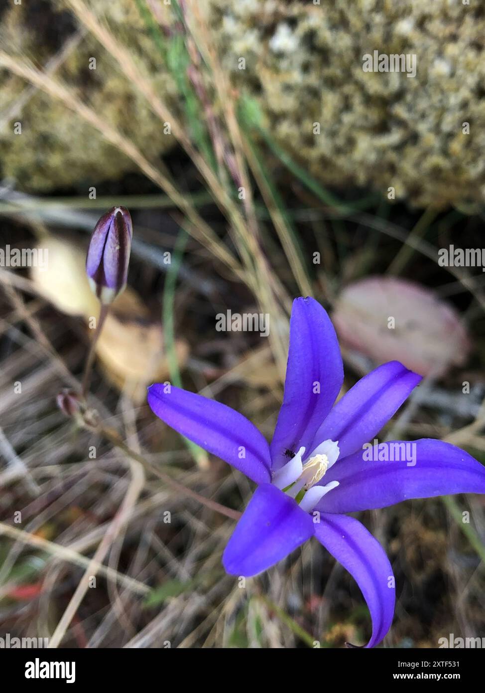 crown brodiaea (Brodiaea coronaria) Plantae Stock Photo - Alamy