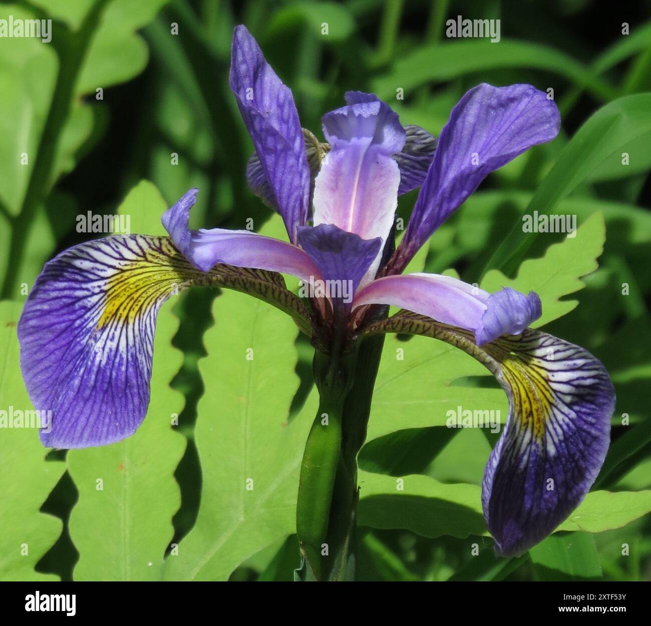 southern blue flag (Iris virginica) Plantae Stock Photo - Alamy