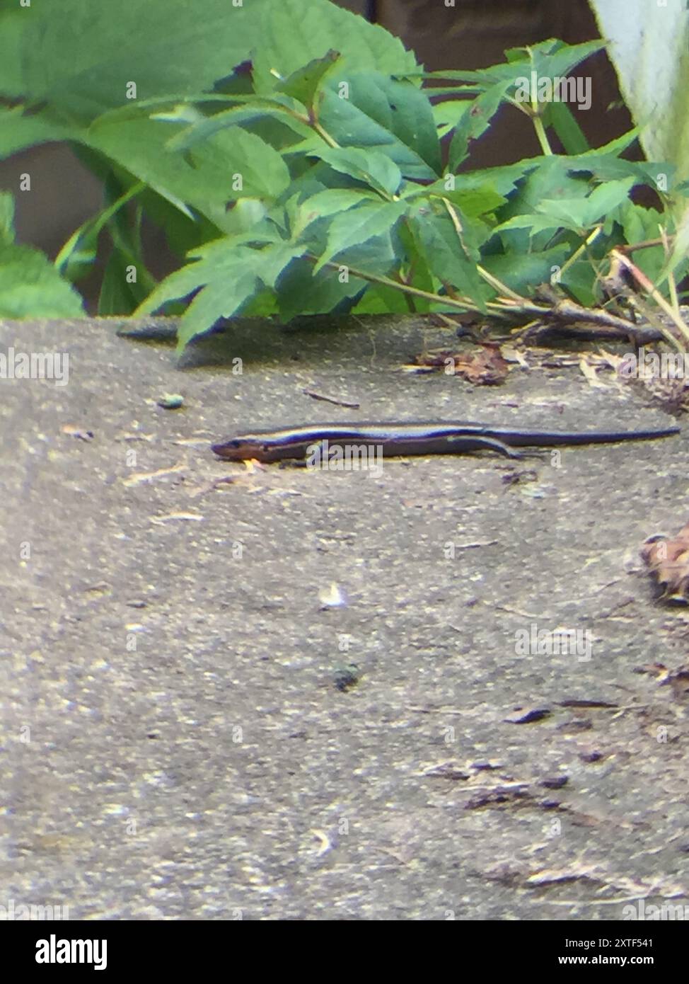 Common Five-lined Skink (Plestiodon fasciatus) Reptilia Stock Photo - Alamy