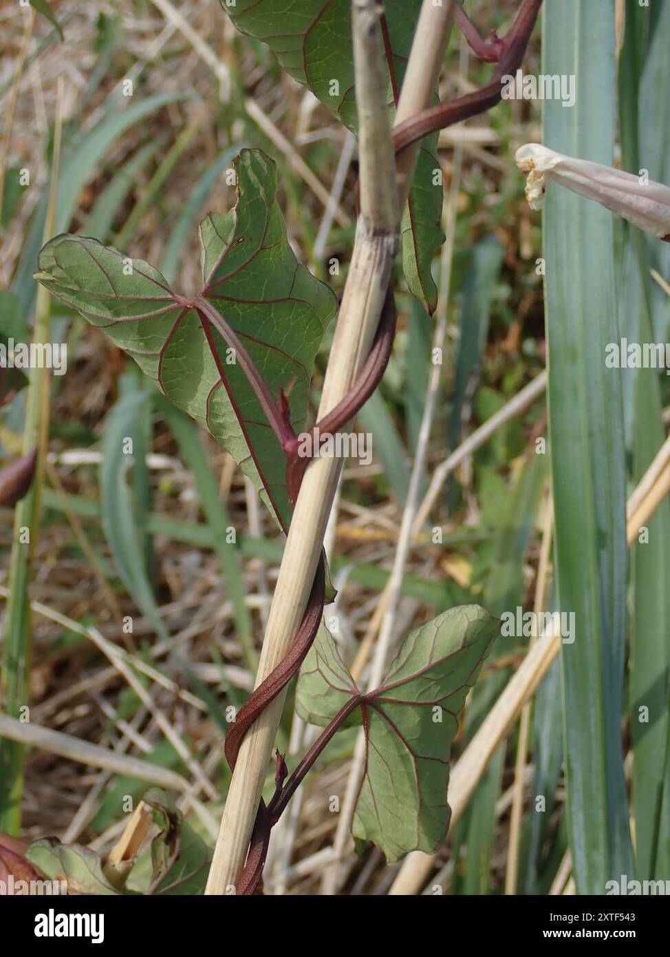 large bindweed (Calystegia silvatica) Plantae Stock Photo - Alamy