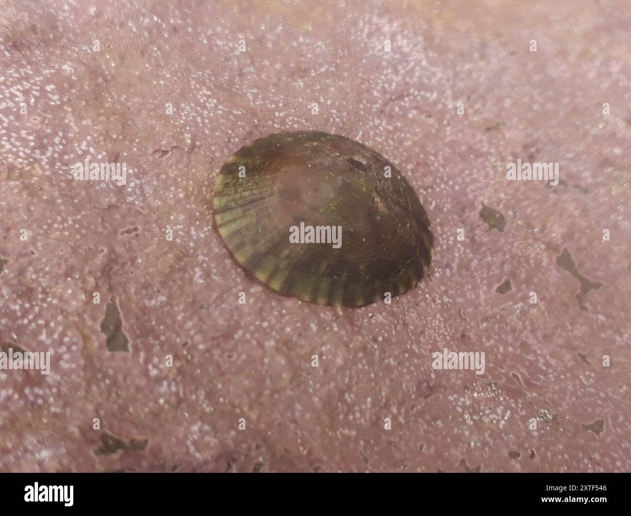 Keyhole limpets hi-res stock photography and images - Alamy