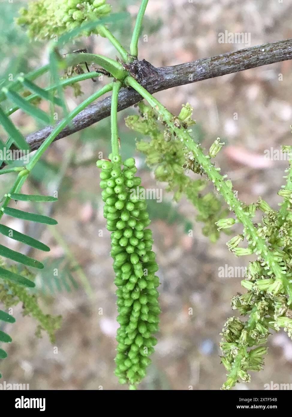 mesquite (Neltuma juliflora) Plantae Stock Photo - Alamy