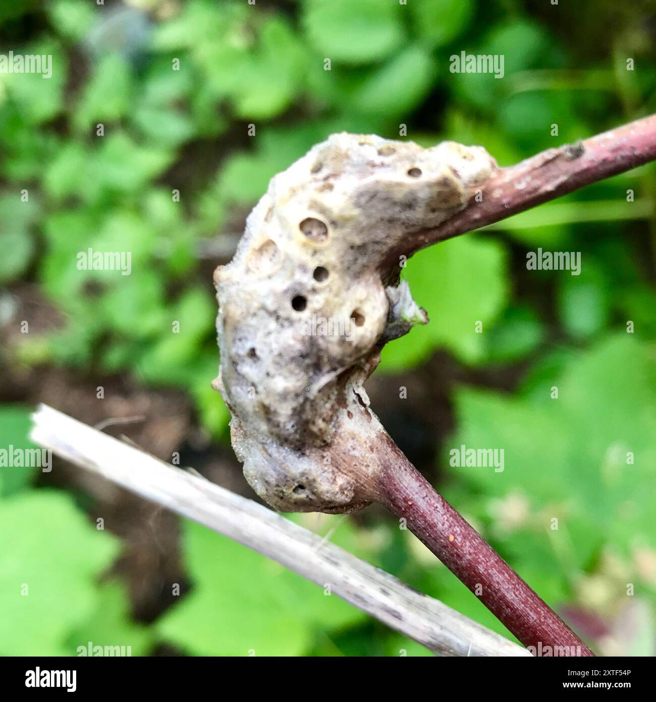 thimbleberry gallmaker (Diastrophus kincaidii) Insecta Stock Photo - Alamy