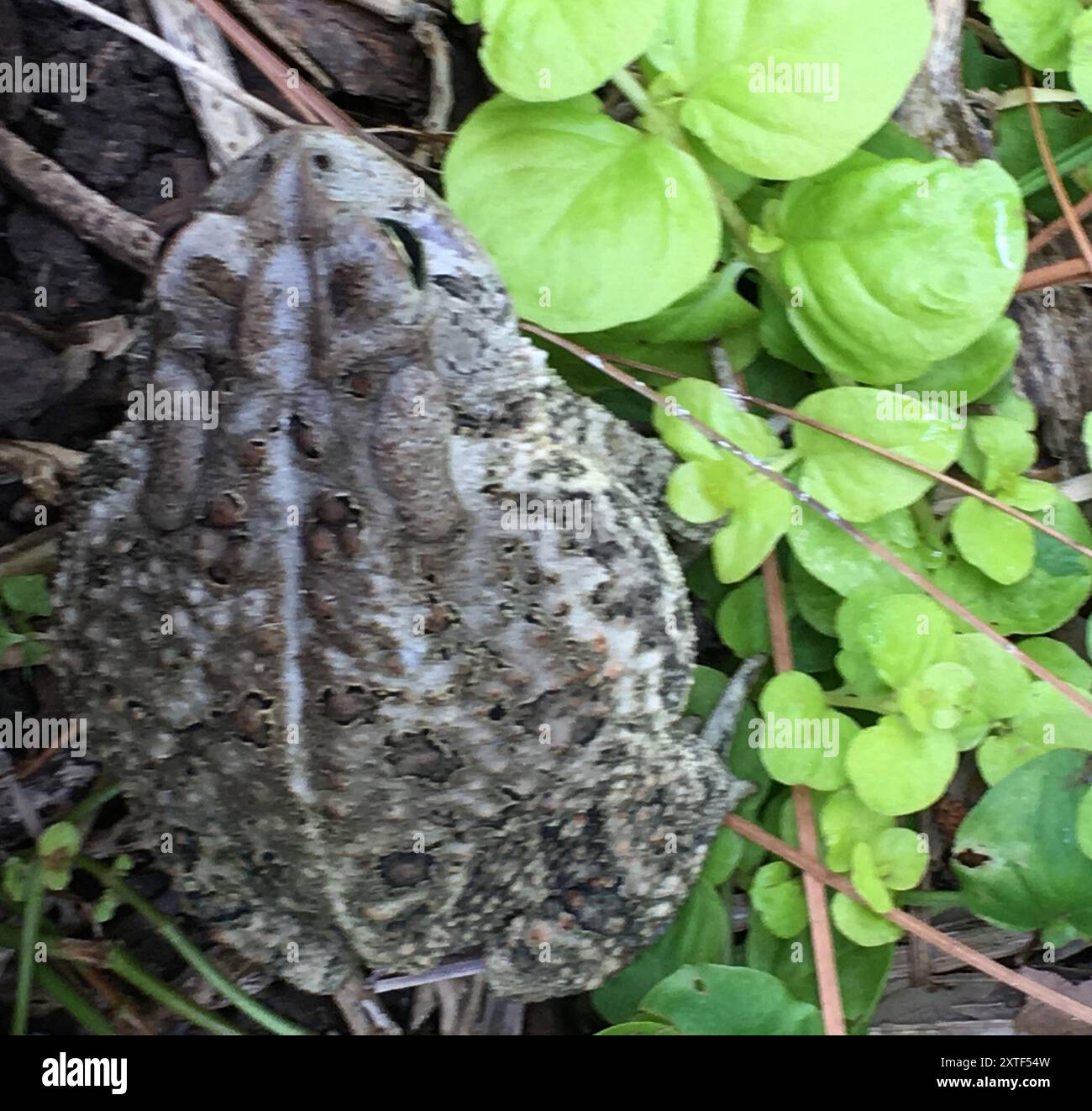 Southern Toad (Anaxyrus terrestris) Amphibia Stock Photo - Alamy