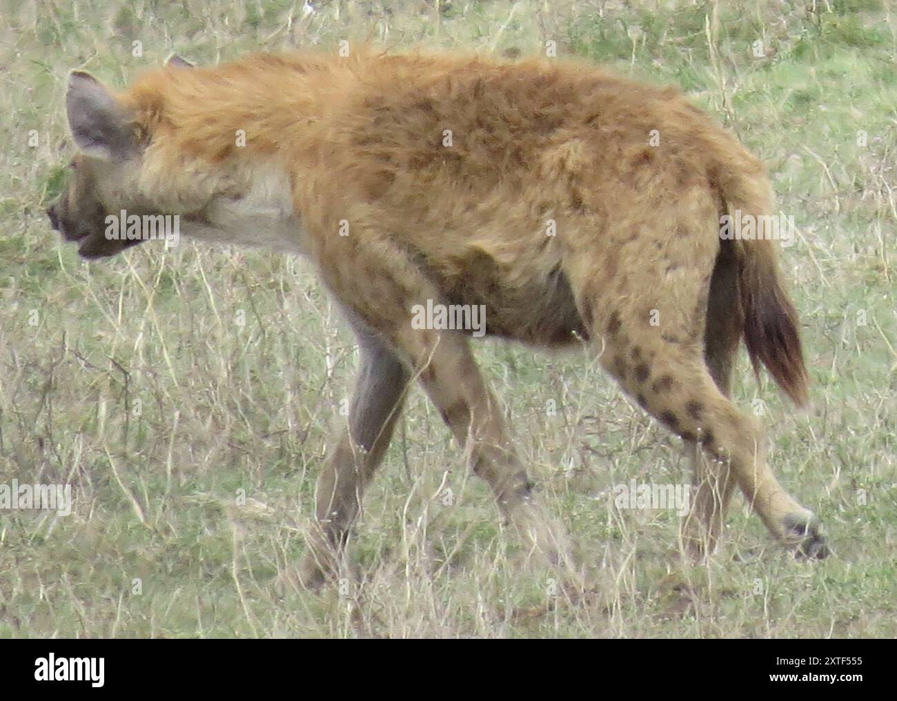 Spotted Hyena (Crocuta crocuta) Mammalia Stock Photo - Alamy