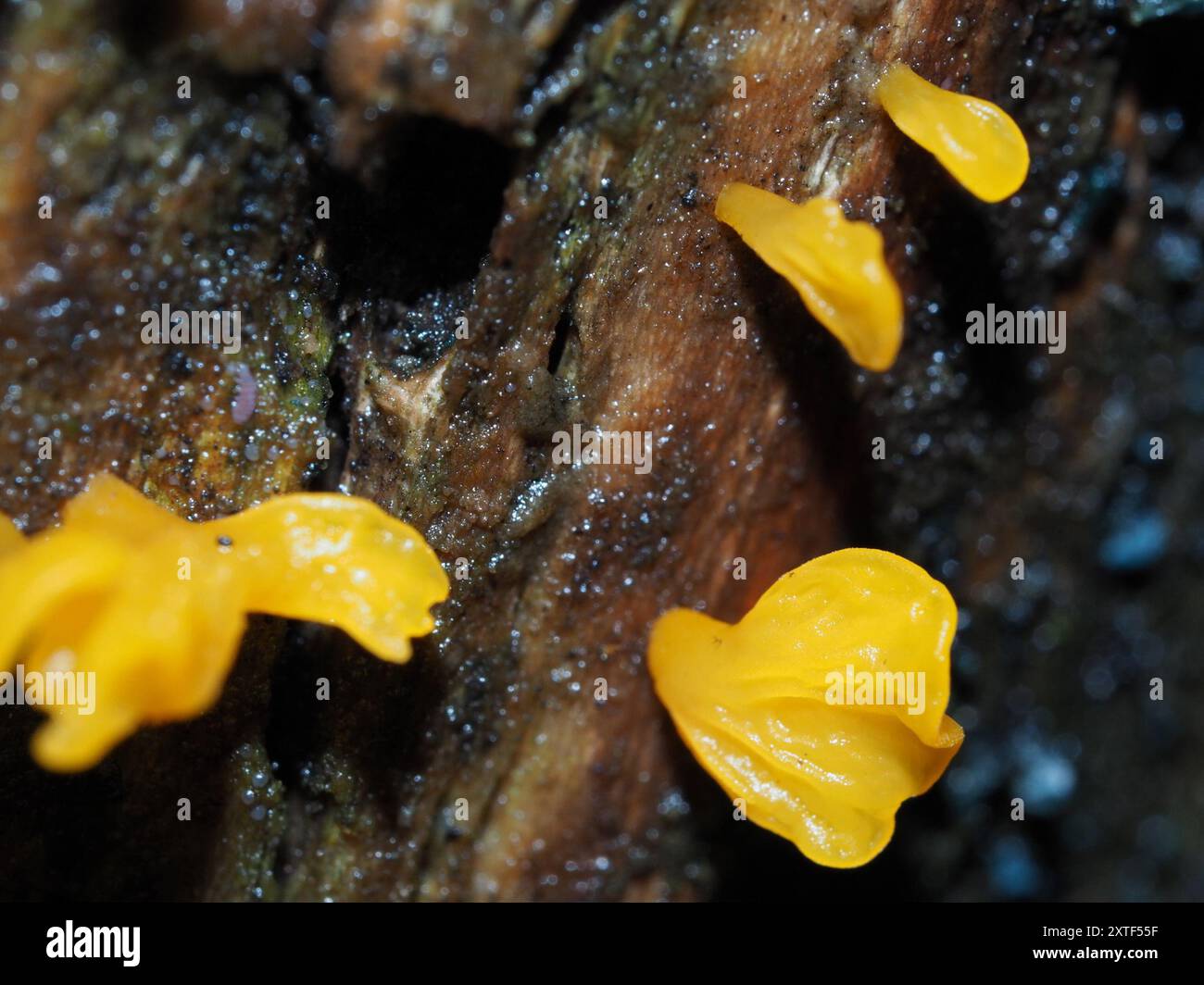 Fan shaped jelly fungi hi-res stock photography and images - Alamy