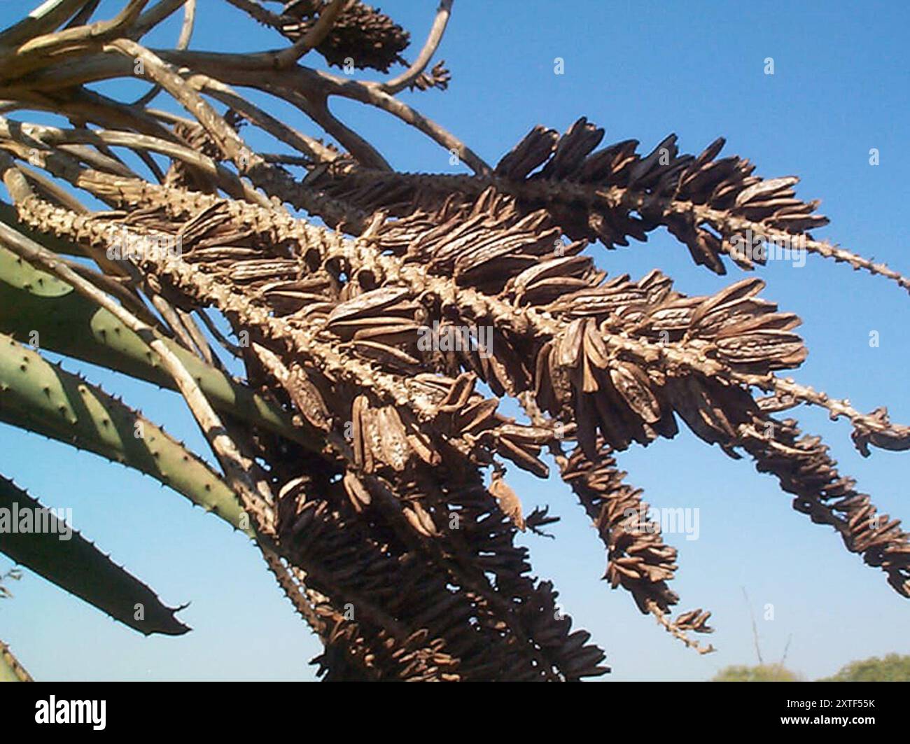 mountain aloe (Aloe marlothii) Plantae Stock Photo - Alamy
