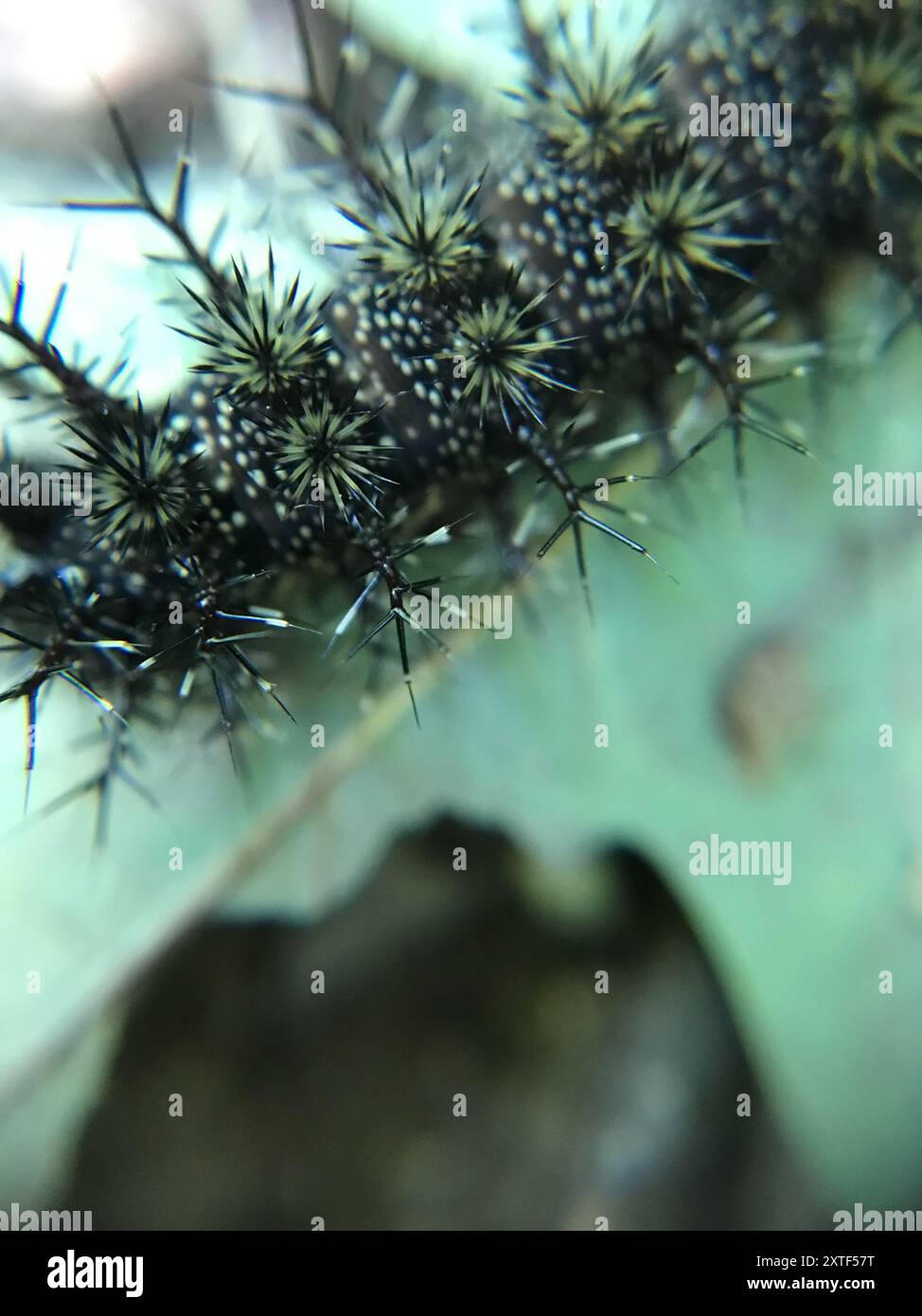 Buck Moth (Hemileuca maia) Insecta Stock Photo - Alamy