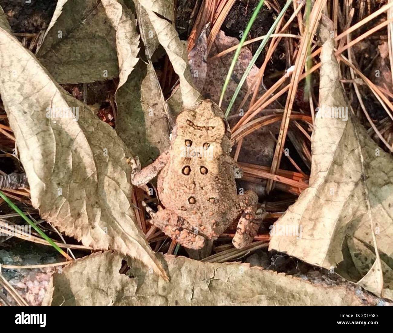 American Toad (Anaxyrus americanus) Amphibia Stock Photo - Alamy