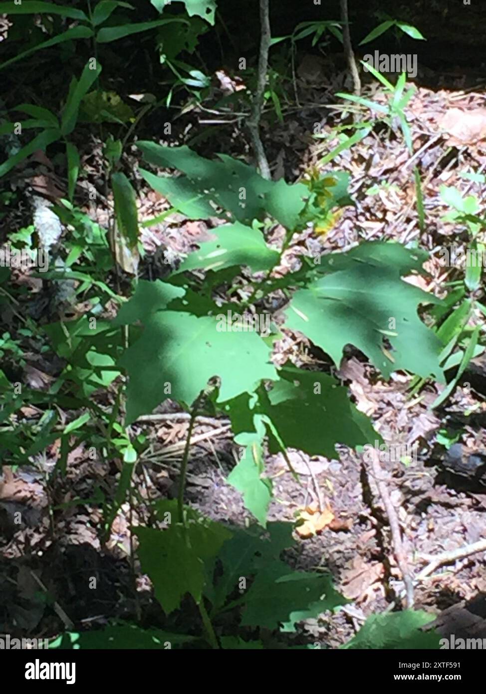 bear's foot (Smallanthus uvedalia) Plantae Stock Photo - Alamy
