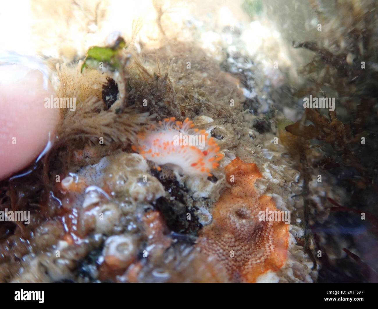 Cockerell's Dorid (Limacia cockerelli) Mollusca Stock Photo - Alamy