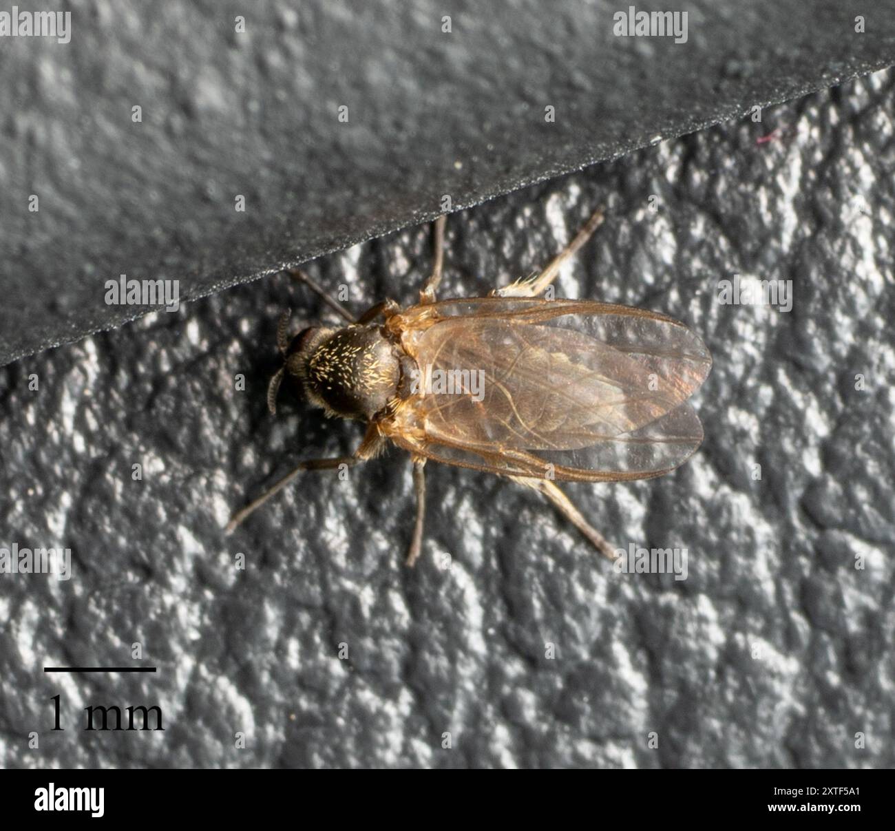 Black Flies (Simuliidae) Insecta Stock Photo - Alamy