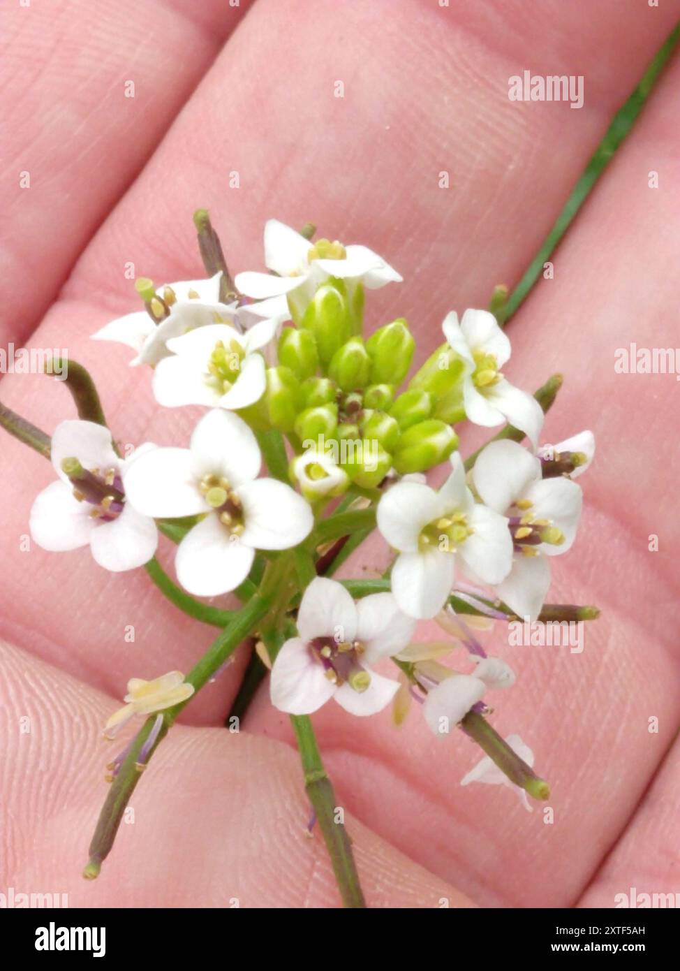 watercress (Nasturtium officinale) Plantae Stock Photo - Alamy