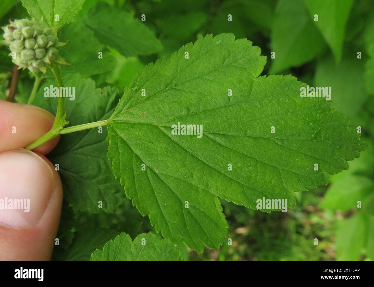 common ninebark (Physocarpus opulifolius) Plantae Stock Photo - Alamy