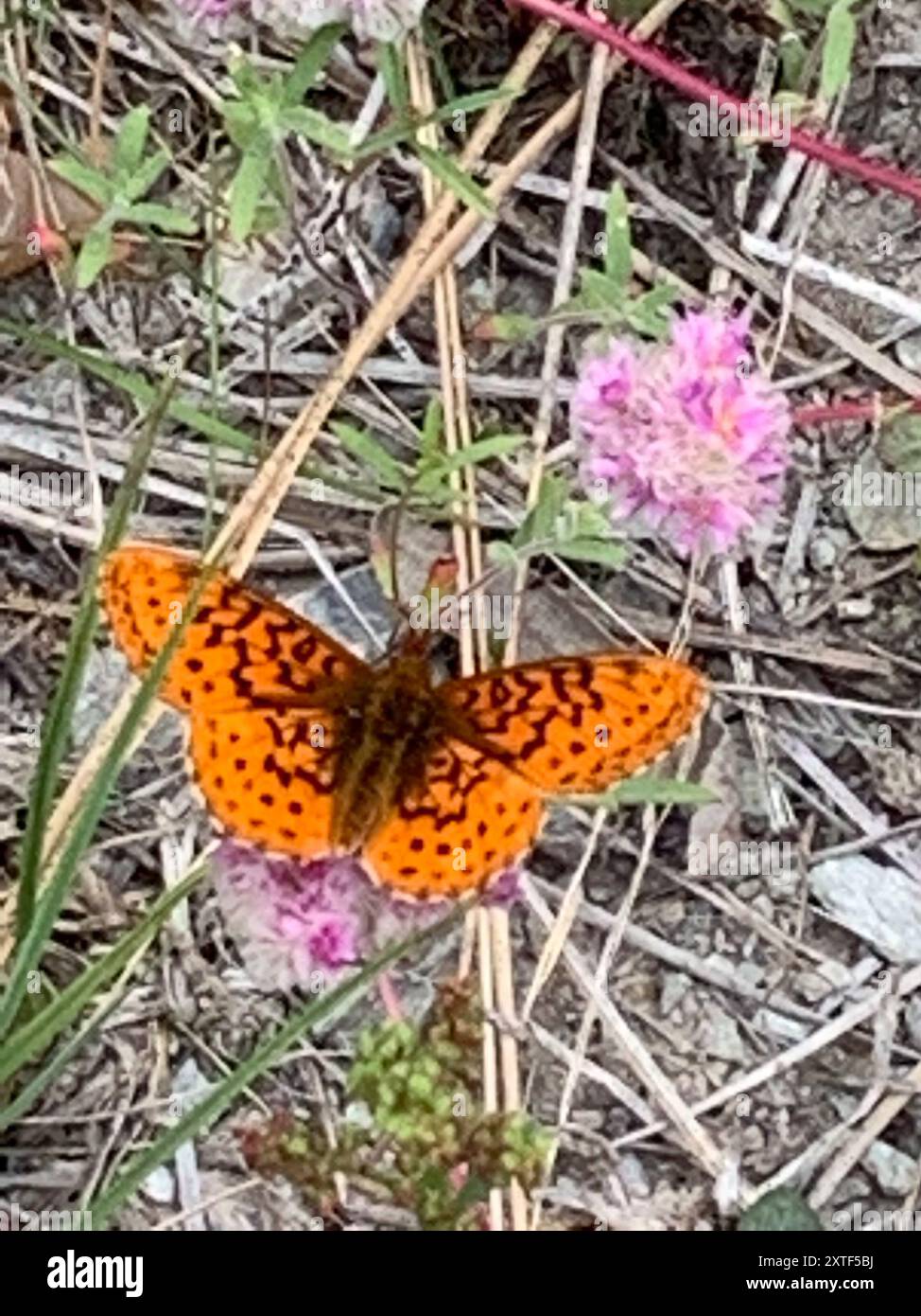 Pacific Fritillary (Boloria epithore) Insecta Stock Photo - Alamy