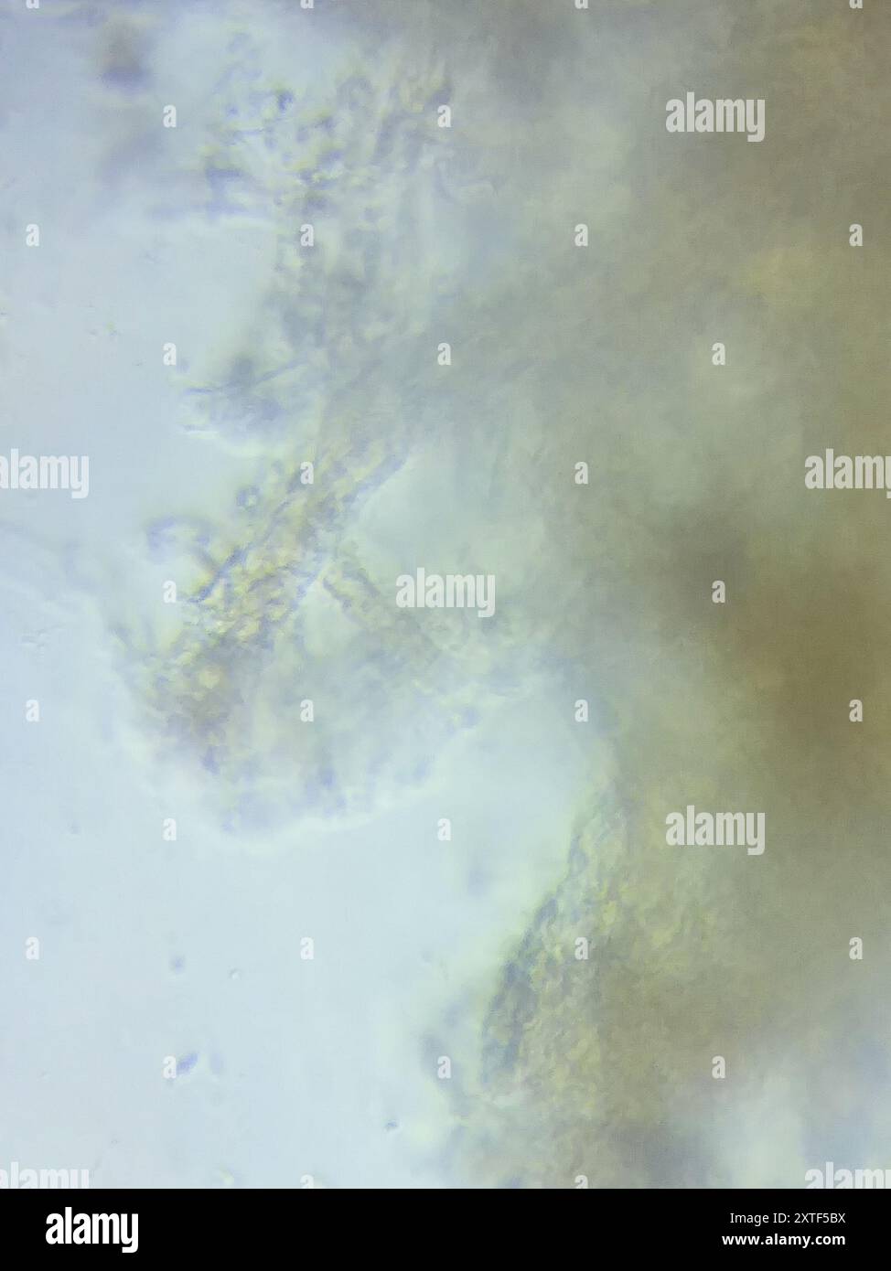 Foetid Parachute (Gymnopus foetidus) Fungi Stock Photo - Alamy