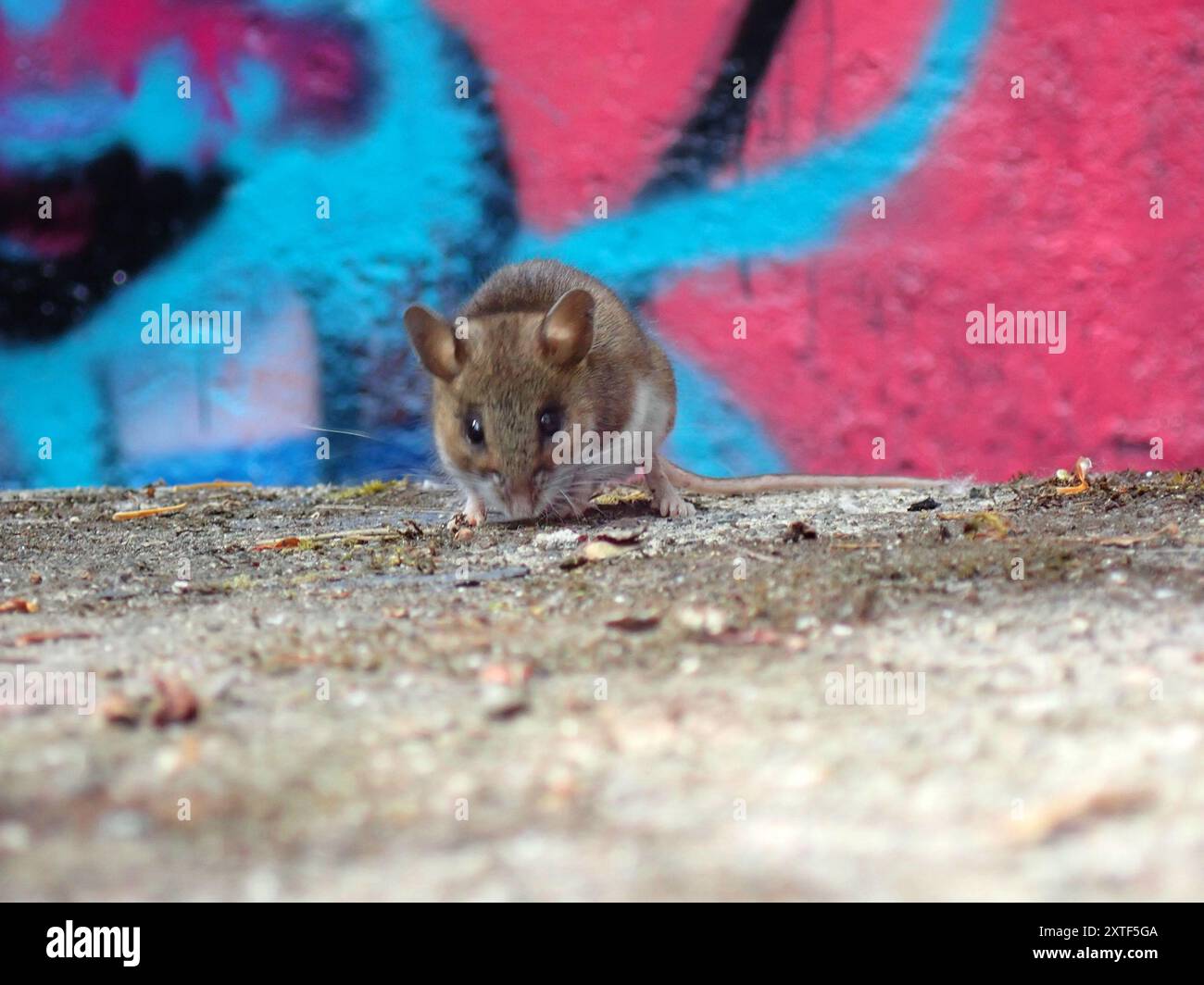 Western Deer Mouse (Peromyscus sonoriensis) Mammalia Stock Photo - Alamy