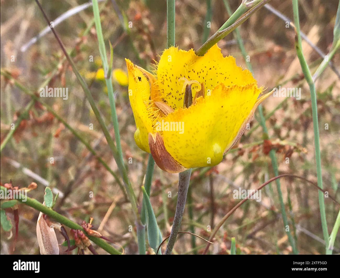 Weed's Mariposa Lily (Calochortus weedii) Plantae Stock Photo - Alamy
