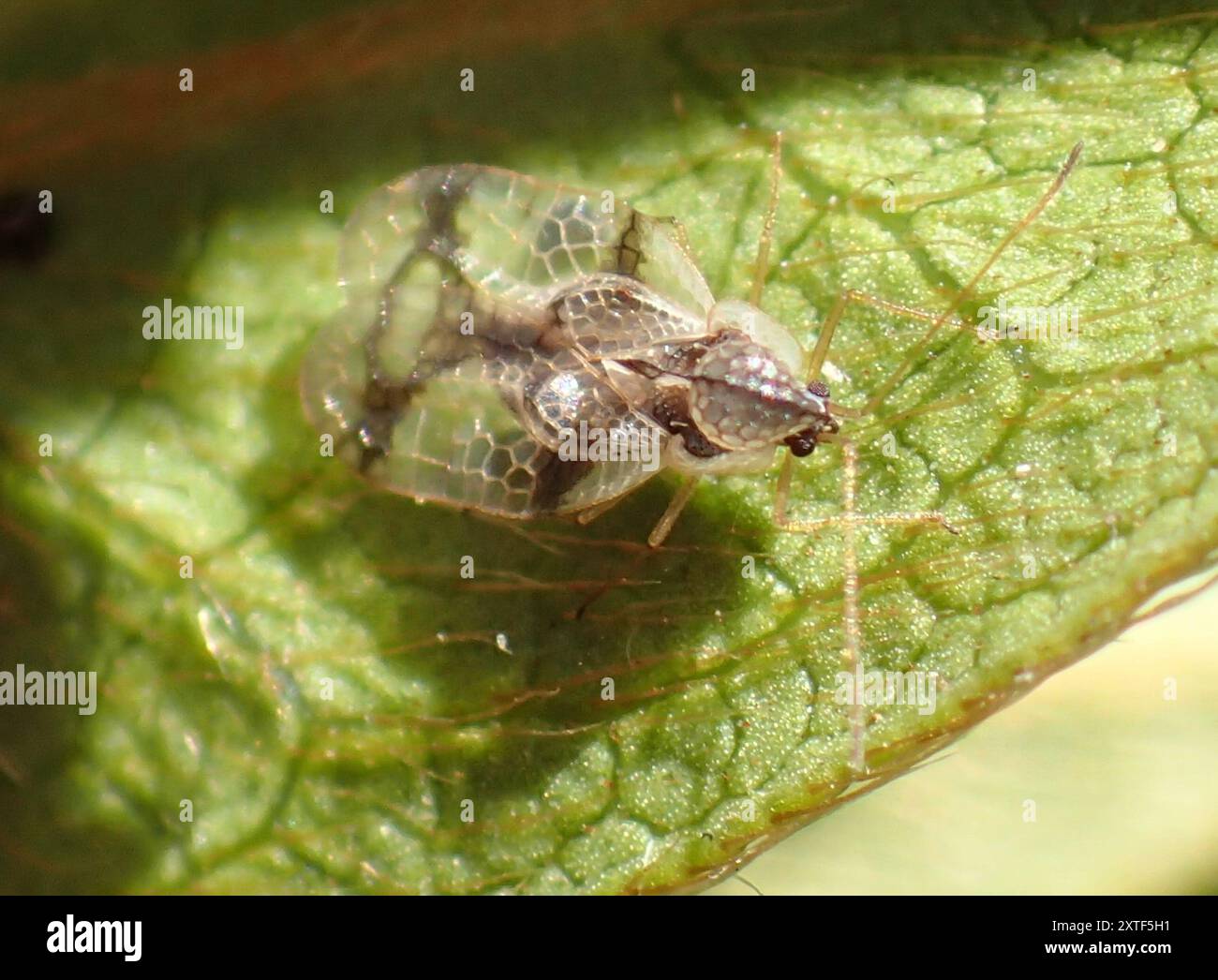 Azalea Lace Bug (Stephanitis pyrioides) Insecta Stock Photo - Alamy