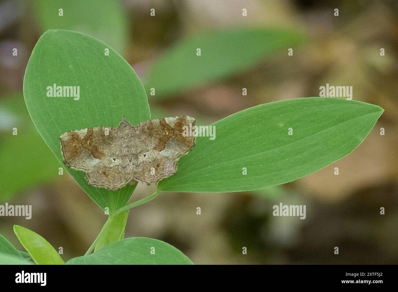 Decorated Owlet (Pangrapta decoralis) Insecta Stock Photo - Alamy