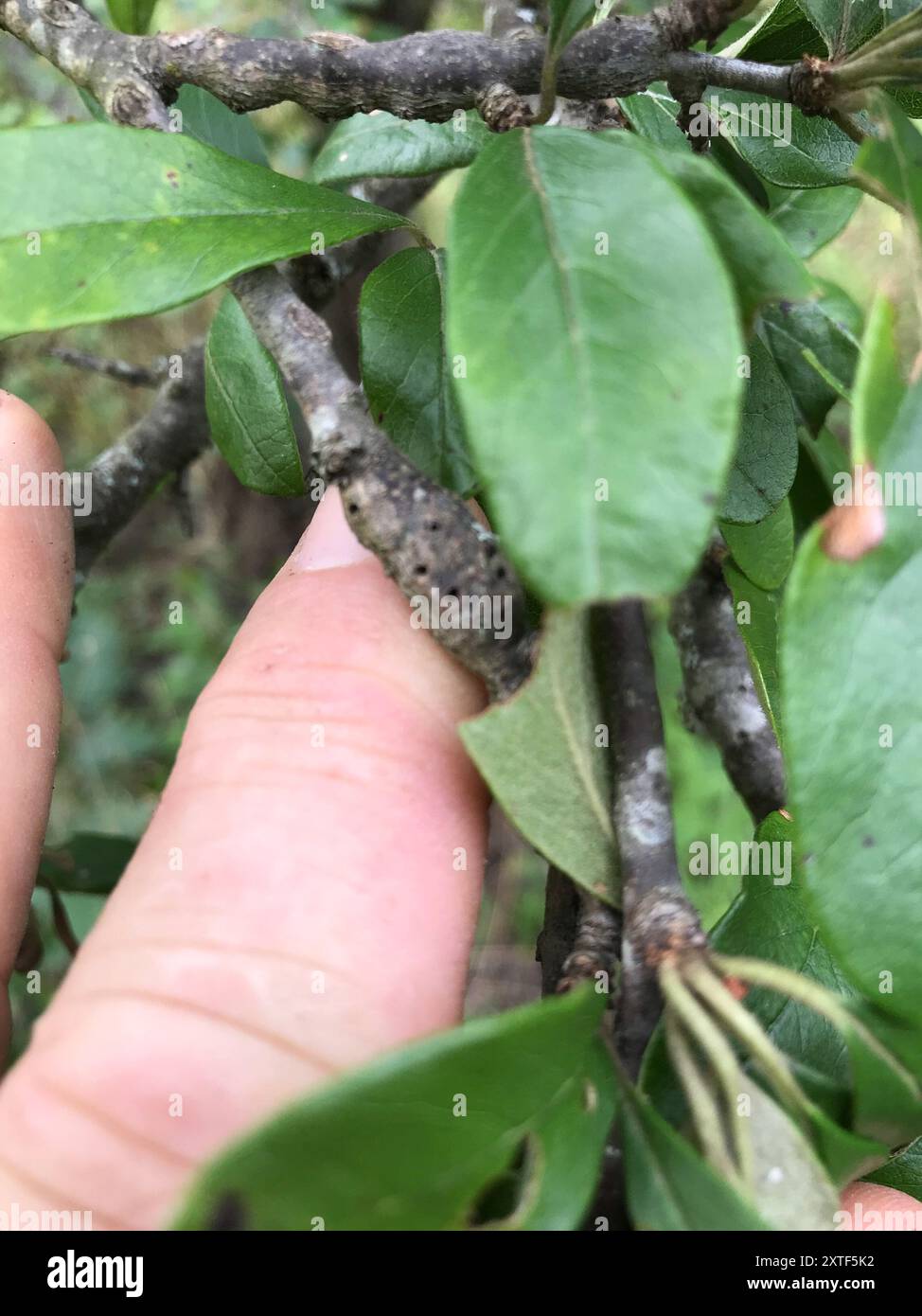 Bumelia gall midge (Bruggmanniella bumeliae) Insecta Stock Photo - Alamy
