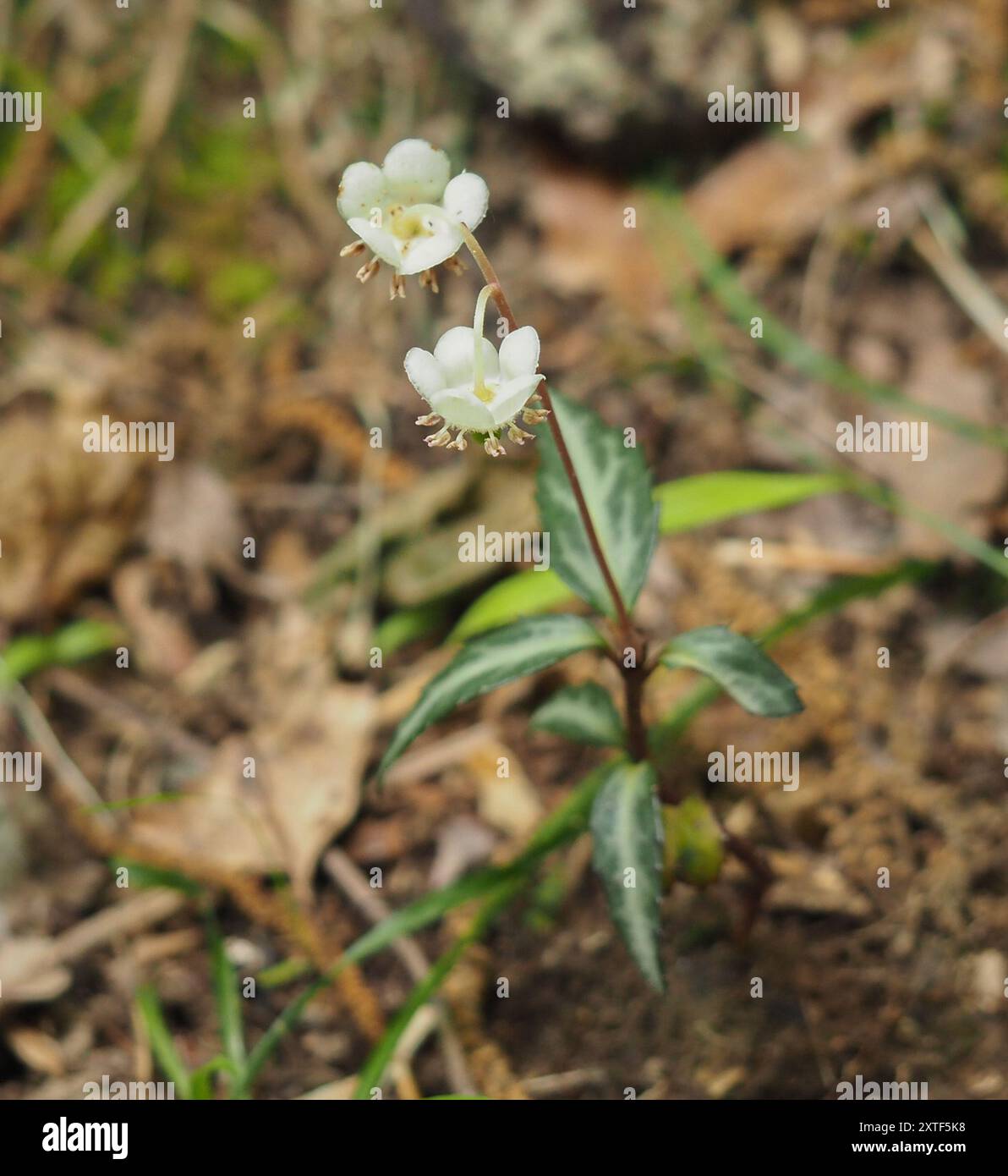striped wintergreen (Chimaphila maculata) Plantae Stock Photo - Alamy