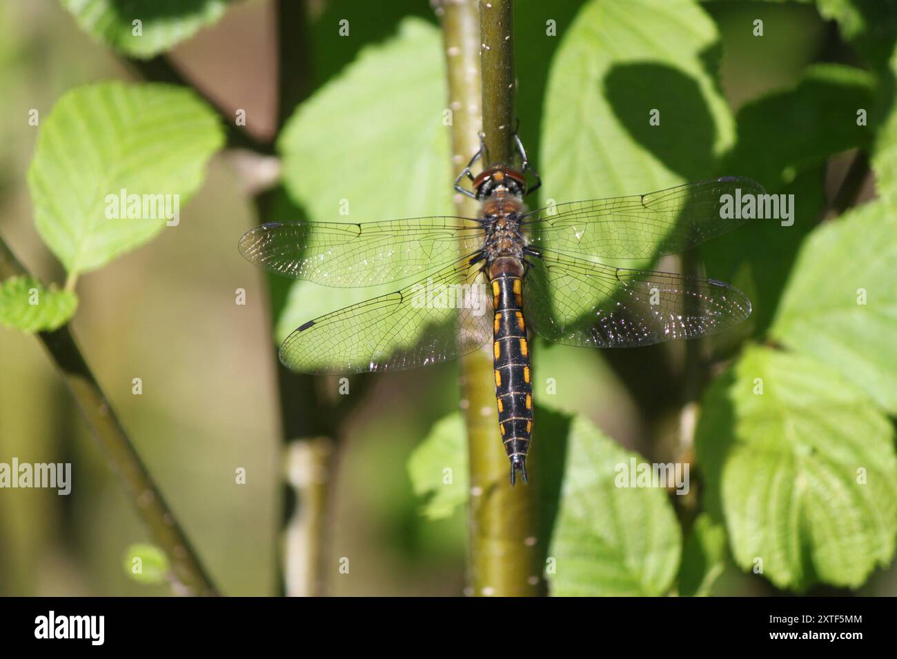 Spiny Baskettail (Epitheca spinigera) Insecta Stock Photo - Alamy
