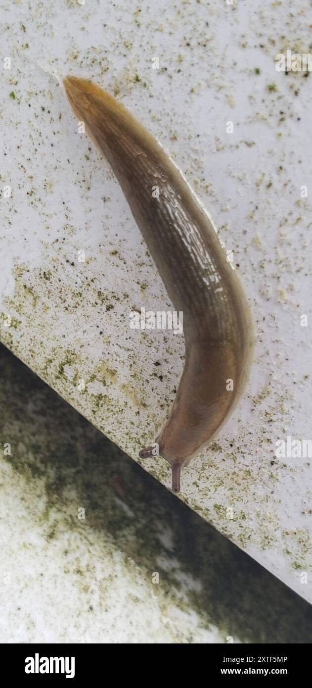 Western Dusky Slug (Arion subfuscus) Mollusca Stock Photo - Alamy