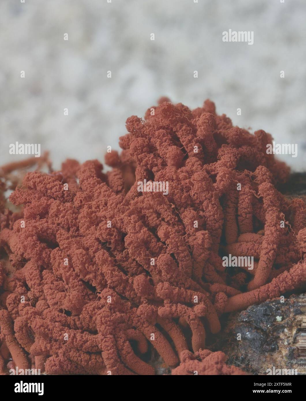 (Arcyria major) Protozoa Stock Photo - Alamy