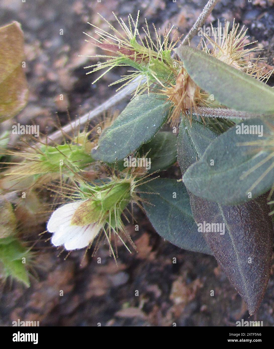 Surprise Packet (Blepharis maderaspatensis) Plantae Stock Photo - Alamy