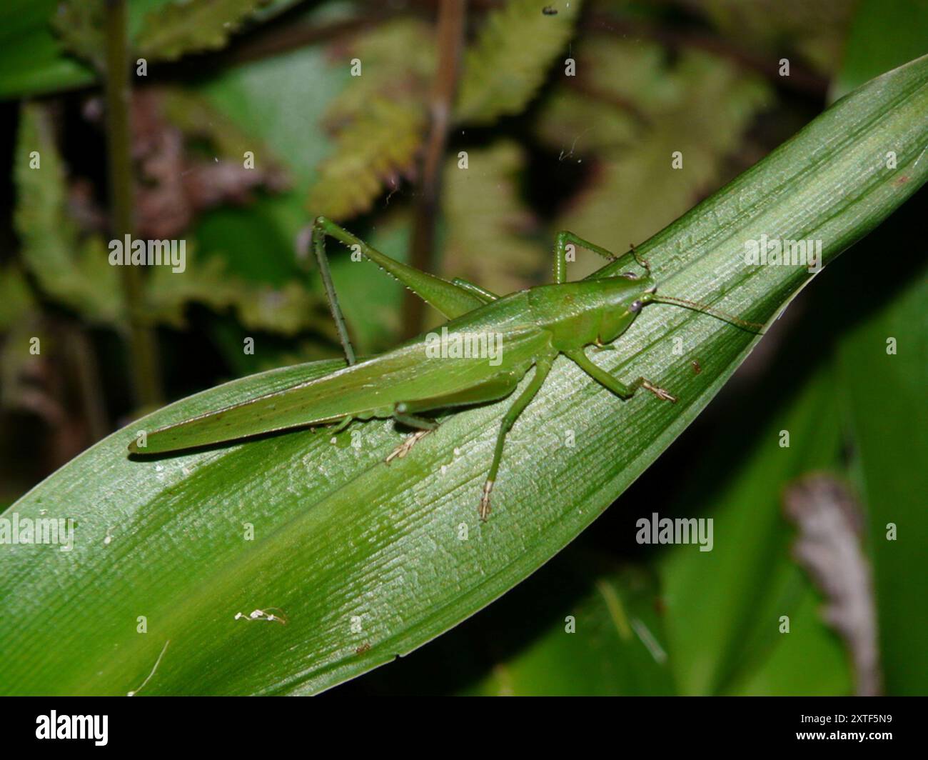 Broad-tipped Conehead (Neoconocephalus triops) Insecta Stock Photo - Alamy