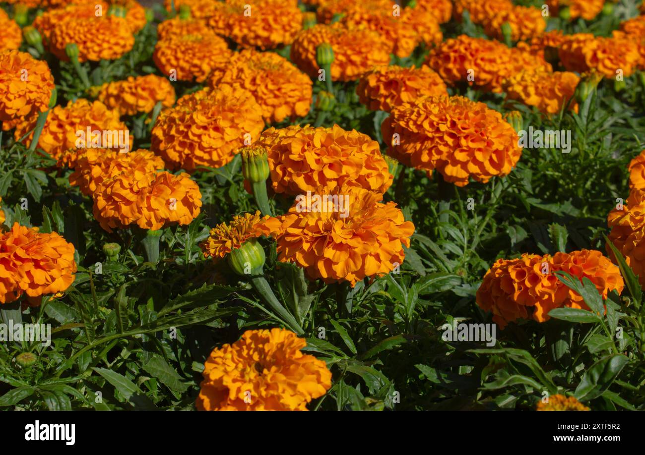 Cempasuchil flower field. Mexican Orange Cempasuchil Flower traditional ...