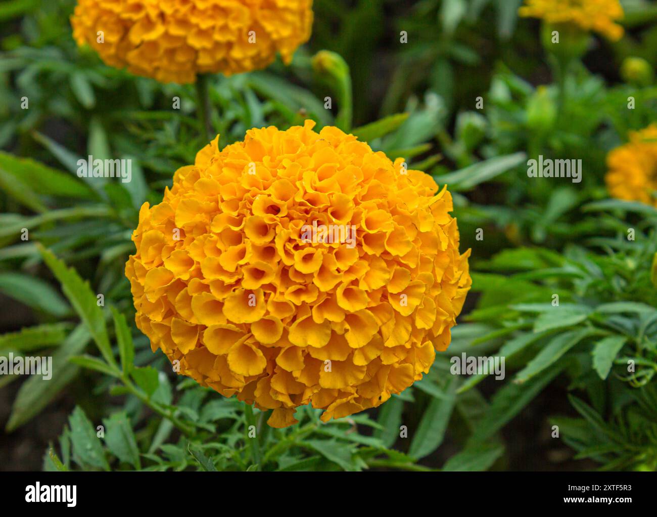 Close-up of Orange marigold flower, beautiful natural flower in the ...