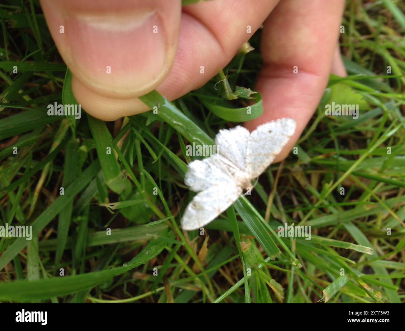 Geometer Moths (Geometridae) Insecta Stock Photo - Alamy