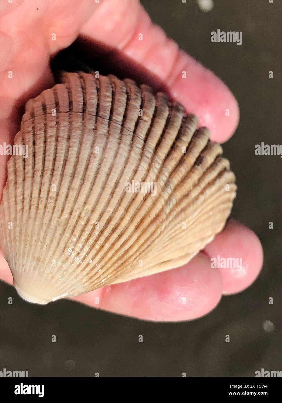 Nuttall's Cockle (Clinocardium nuttallii) Mollusca Stock Photo - Alamy