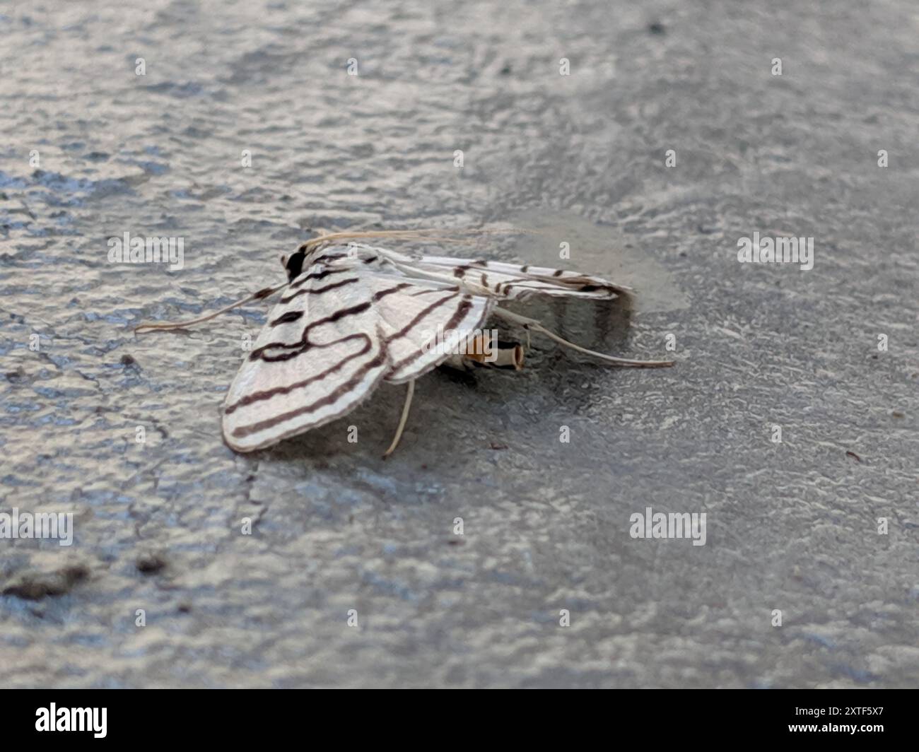 Conchylodes ovulalis hi-res stock photography and images - Alamy